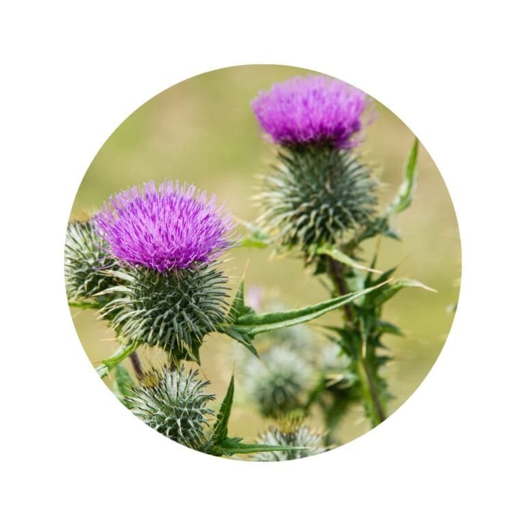 Cardo Mariano triturado para infusión o preparaciones – Maravita ...